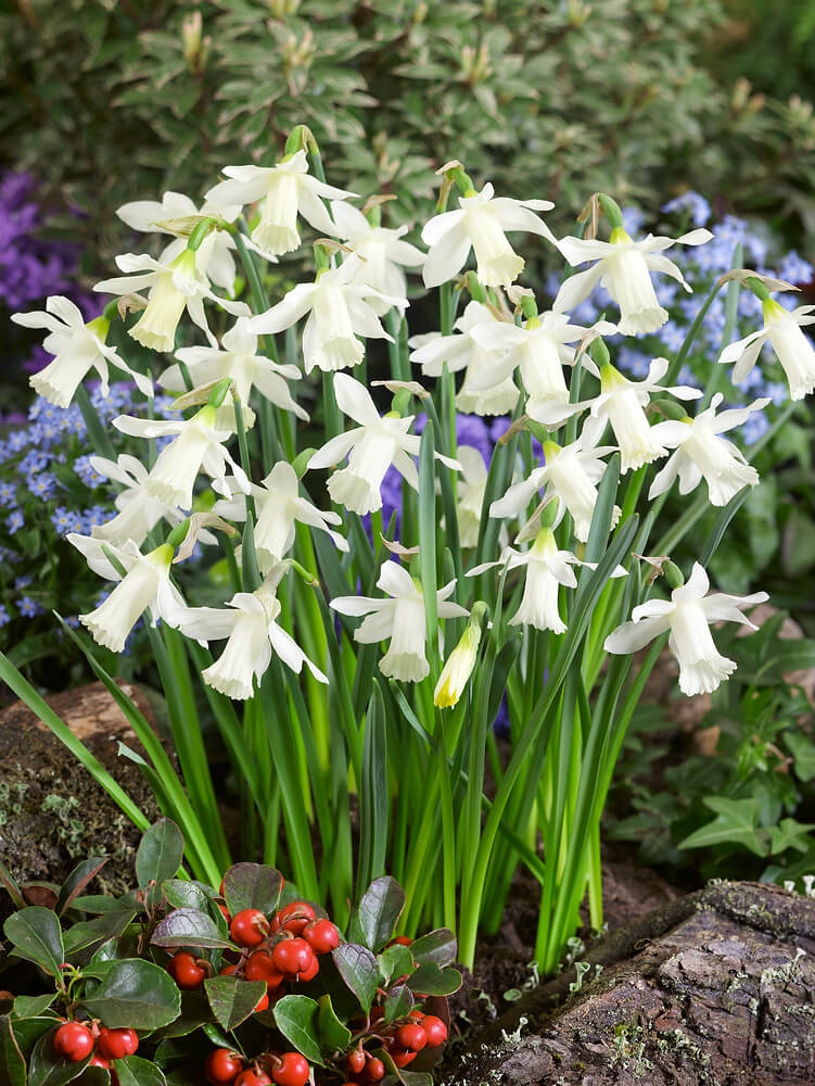 Narcis ´Elka´ , Narcis, bal. 5 ks, 8+,