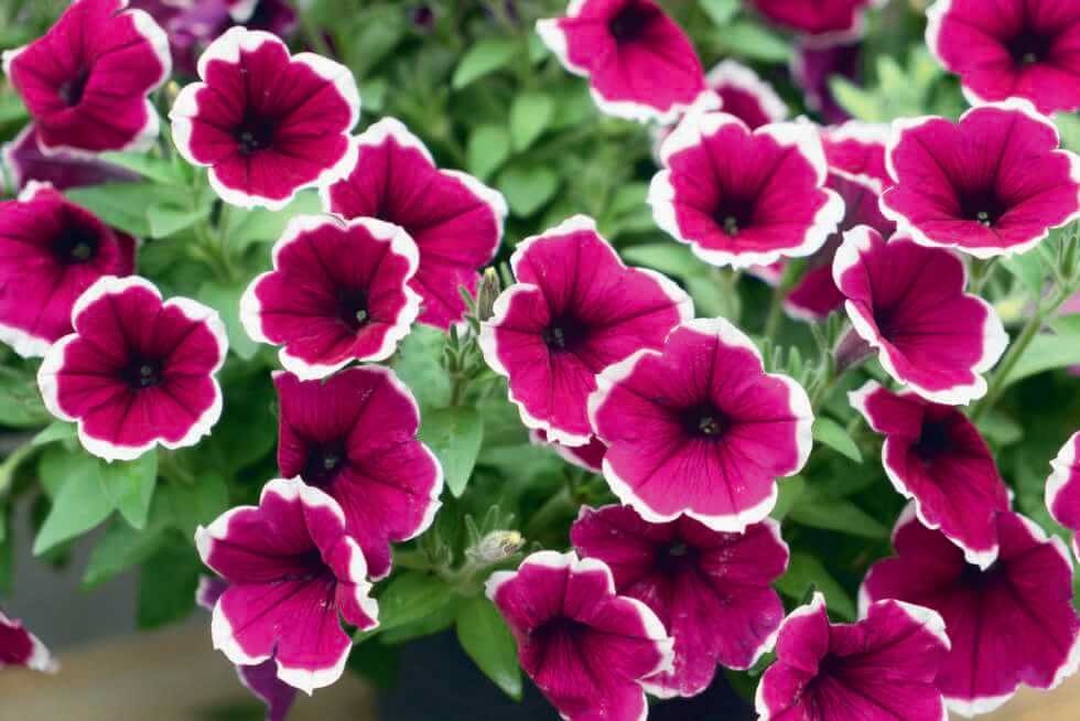 Petunia ´Cascadias® Rim Cherry´ , Petunie, K7