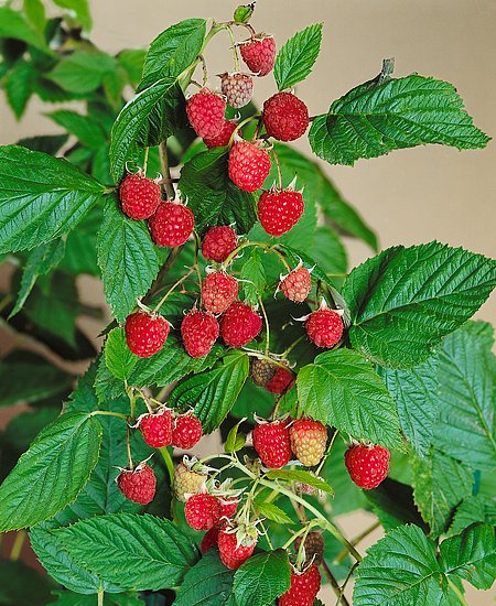 Rubus idaeus ´Williamette´ , Maliník červený, 60,80, K12