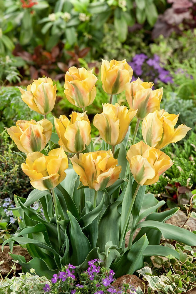 Tulipa ´Golden Artist´ , Tulipán, bal. 5 ks, 12,+