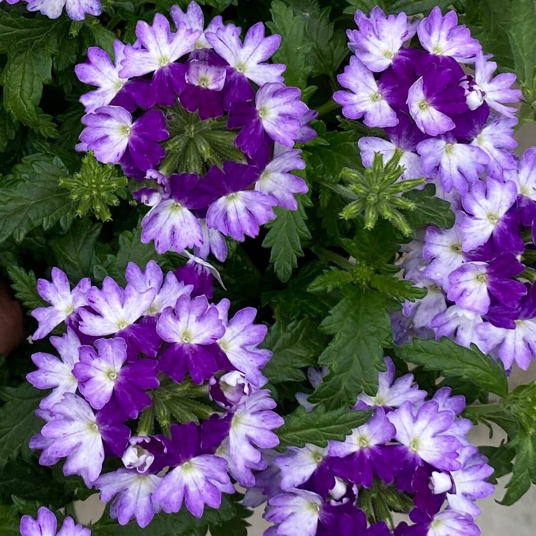 Verbena Vera Blue Bicolor´, Železník kompaktný, bal. 3 ks, 3x K7