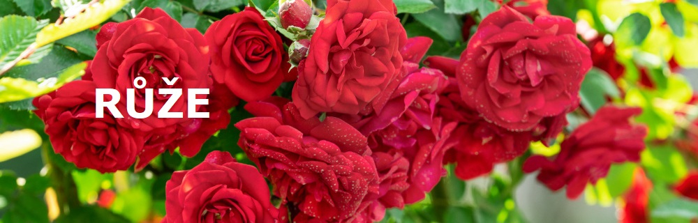 Růže - Okrasné