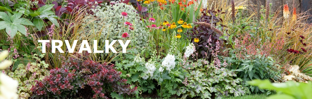 Trvalky - Okrasné
