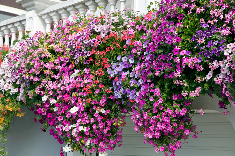 Balkonové kombinace letniček a jiných balkónovek